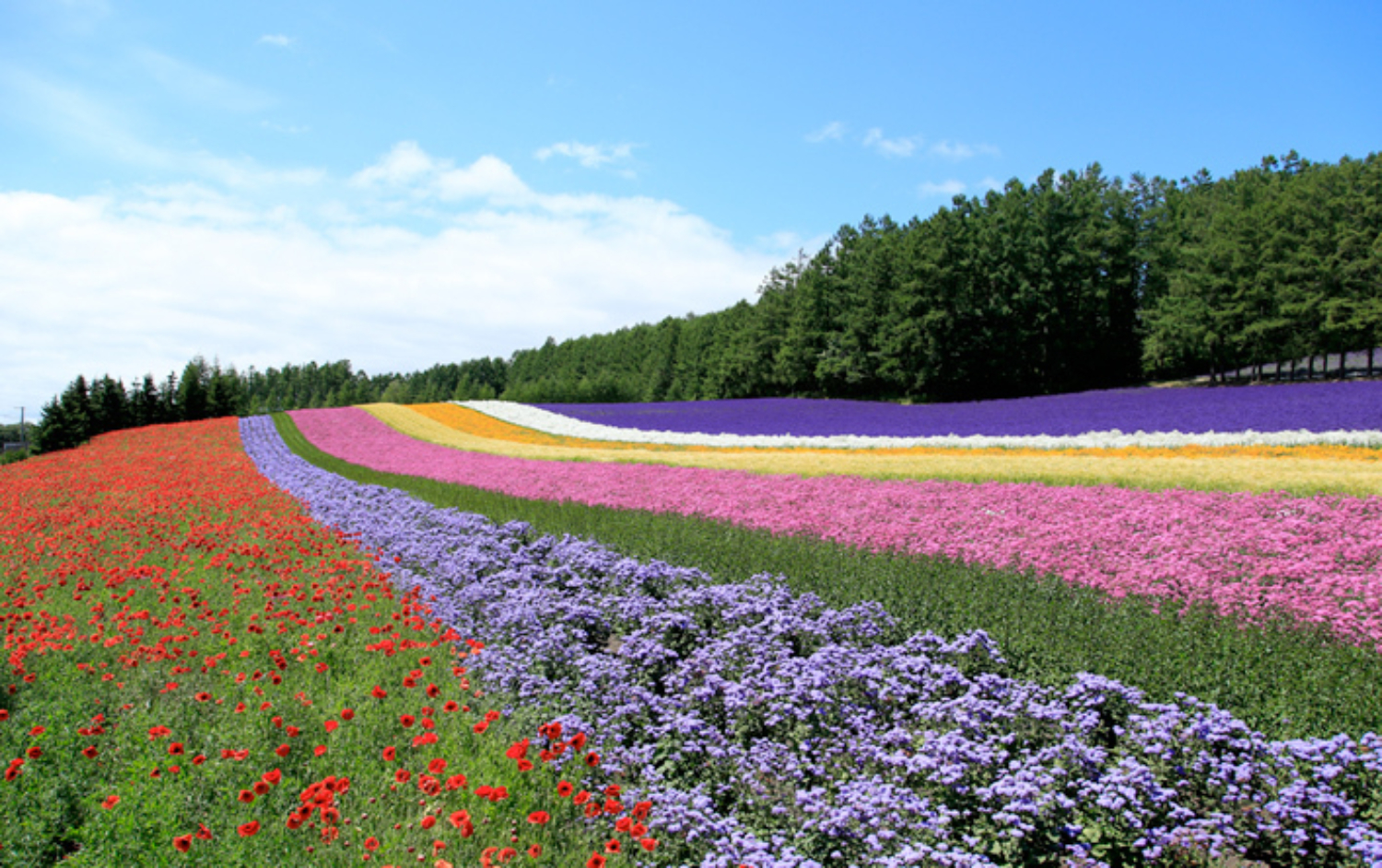 Furano | Niseko Real Estate